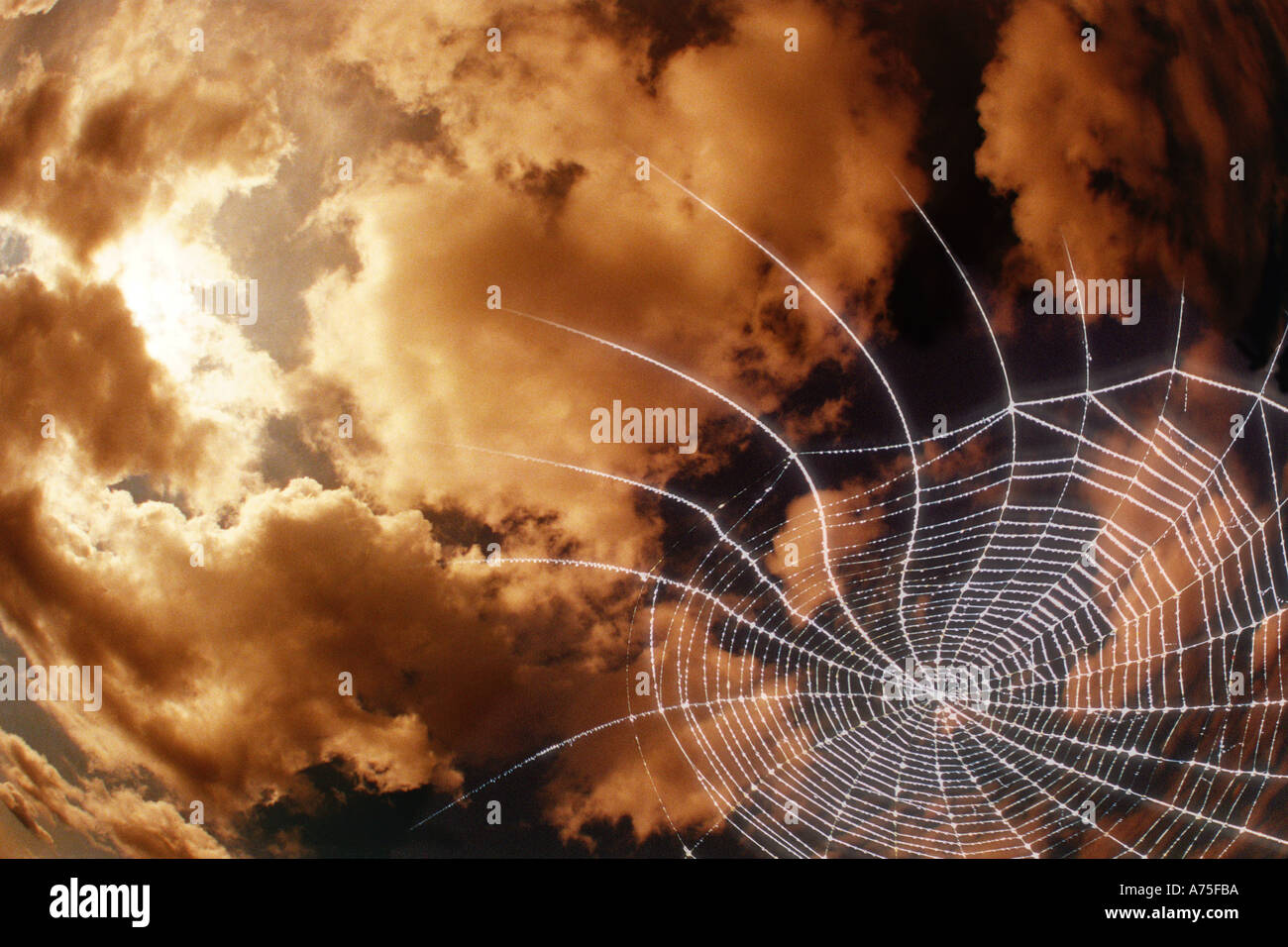 Safe web hi-res stock photography and images - Alamy