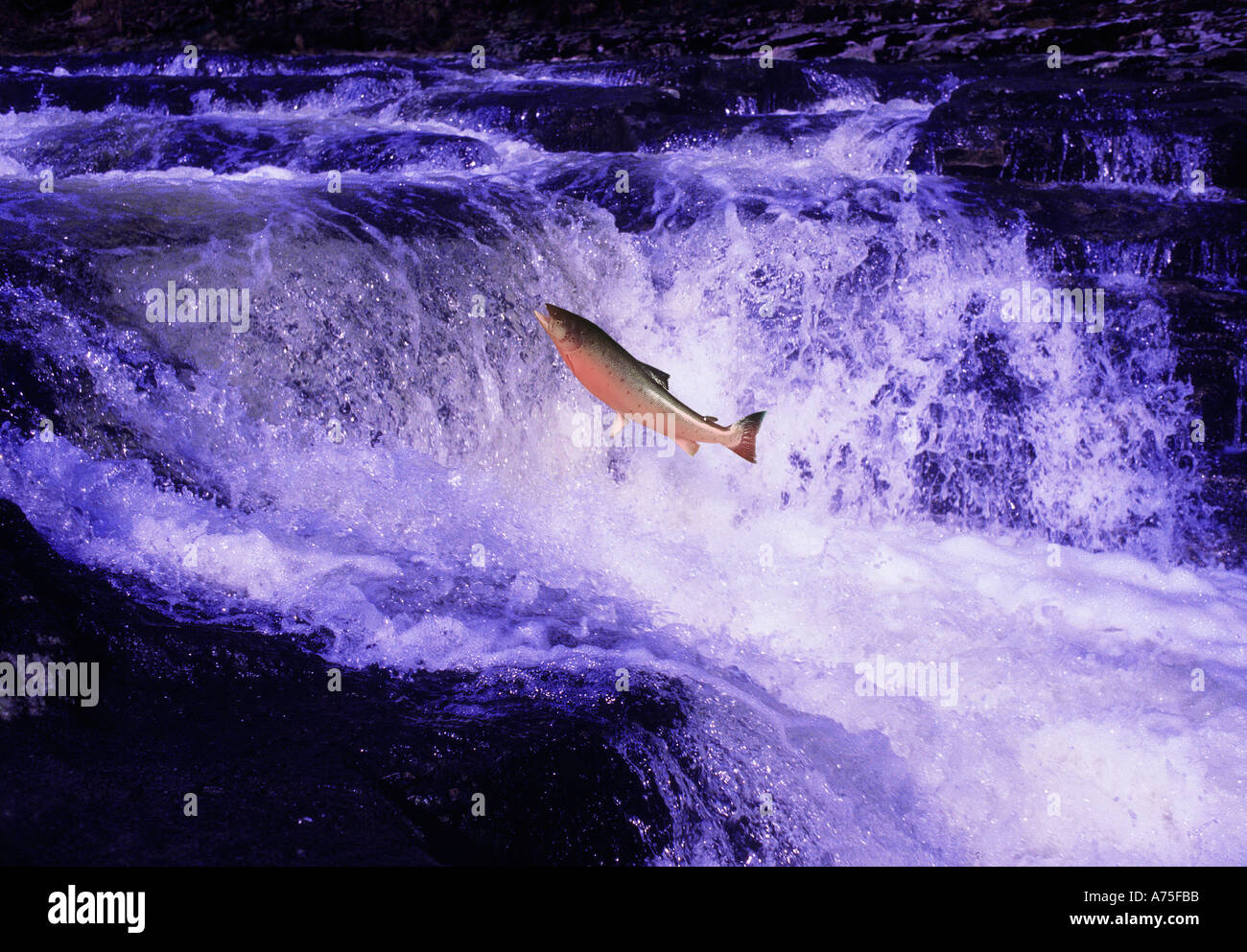 Salmon leaping against the rapids Stock Photo - Alamy