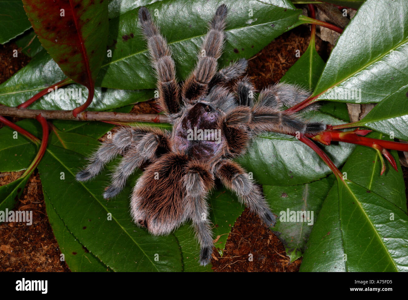 Chile Rose Tarantula Stock Photo - Alamy