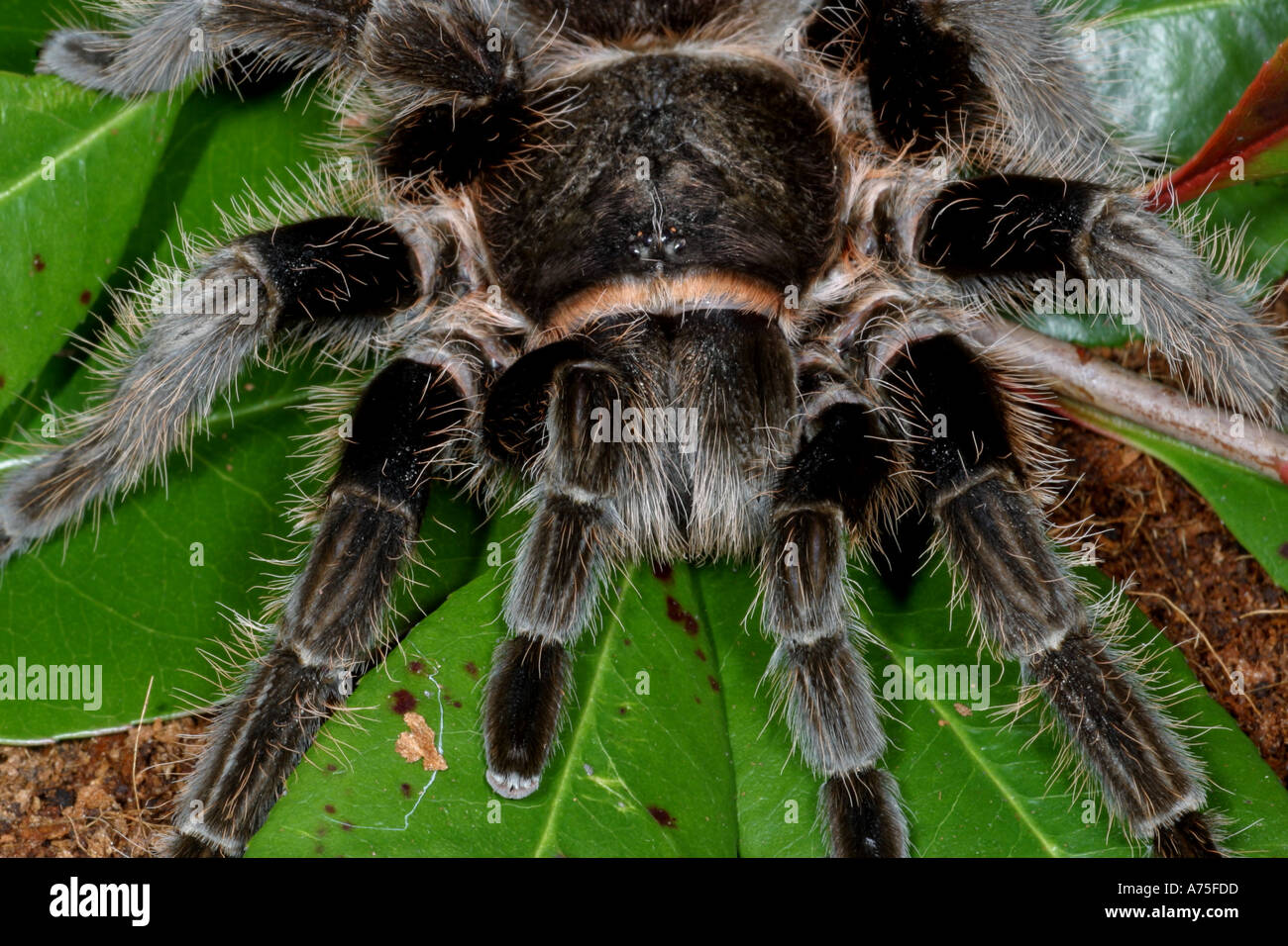 Curly Hair Tarantula High Resolution Stock Photography and Images - Alamy