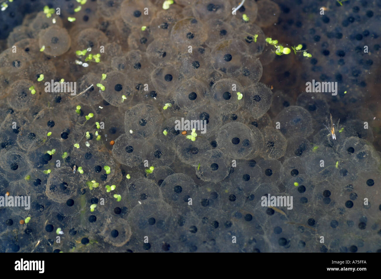 Common Frog spawn, rana temporaria. UK Stock Photo - Alamy