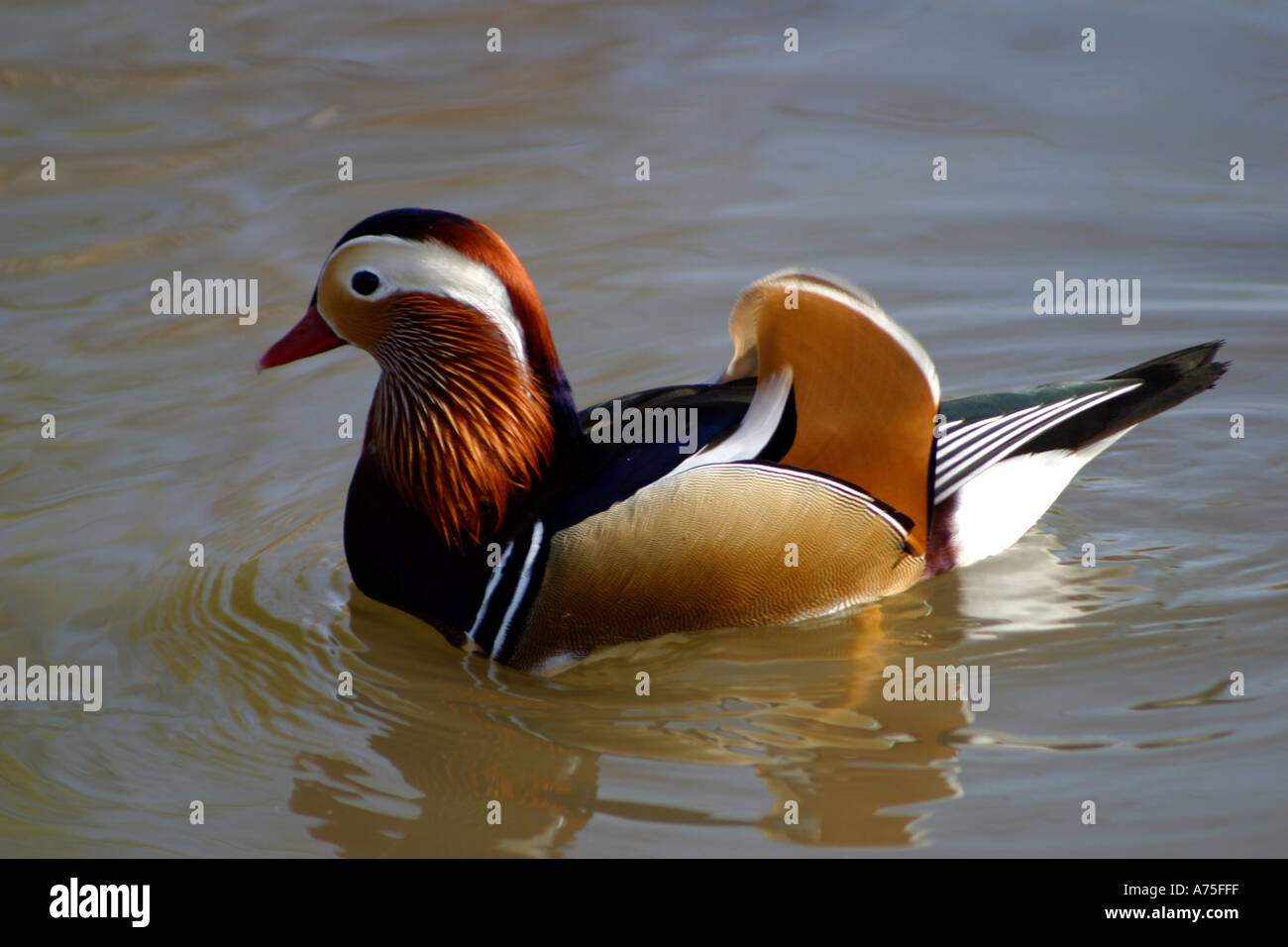 Manderin duck hi-res stock photography and images - Alamy