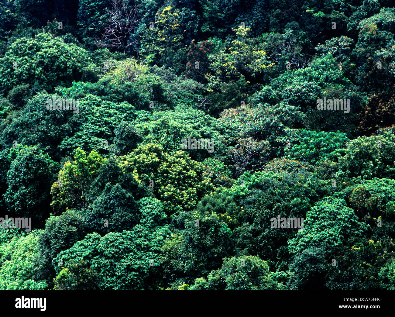 NEYYAR WILDLIFE SANCTUARY TRIVANDRUM KERALA Stock Photo - Alamy