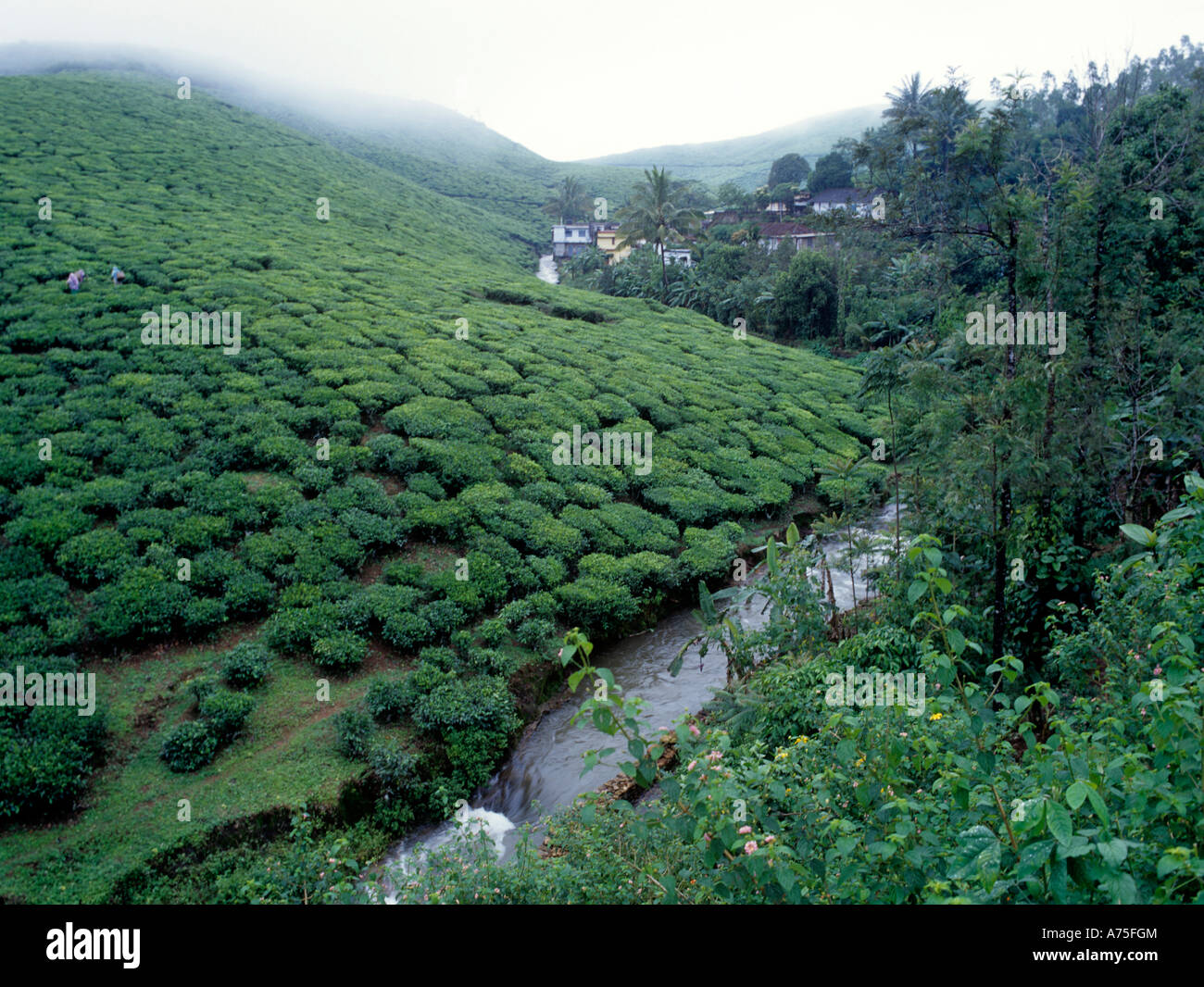 TEA PLANTATIONS IN PEERUMEDU IDUKKI KERALA Stock Photo - Alamy