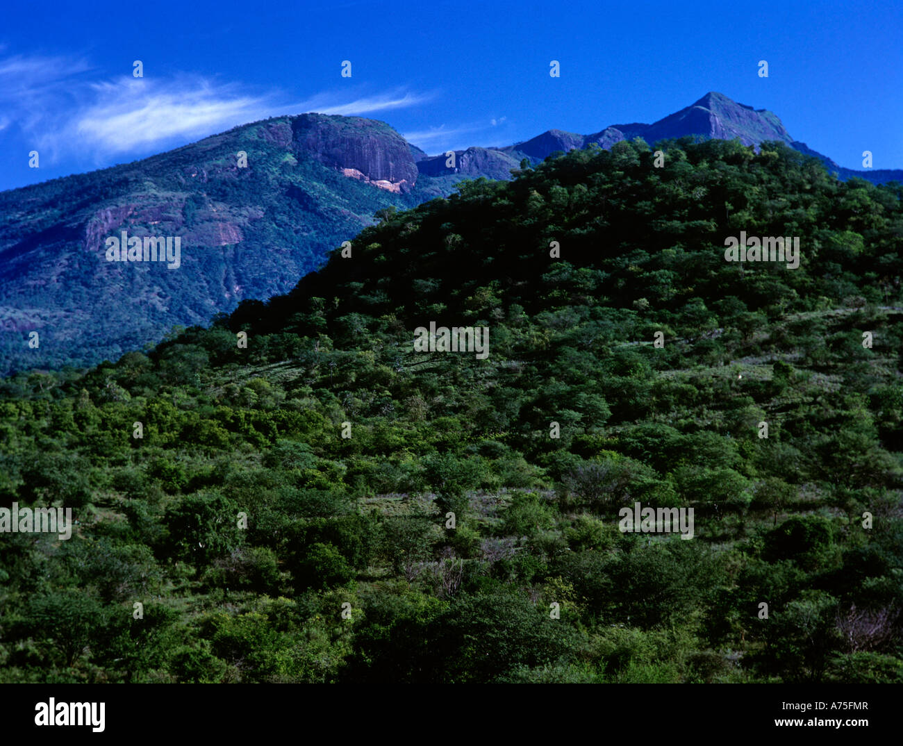 CHINNAR WILDLIFE SANCTUARY IN MUNNAR KERALA Stock Photo - Alamy