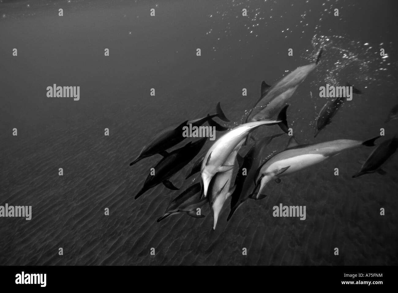 Pod of spinner dolphins Stenella longirostris playing Big Island Hawaii ...