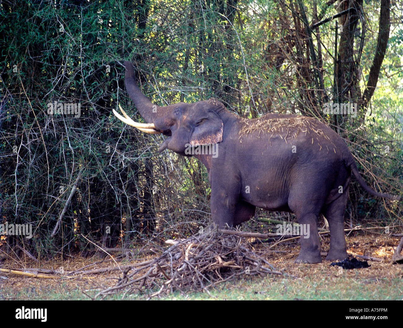 A TUSKER IN WAYANAD KERALA Stock Photo - Alamy
