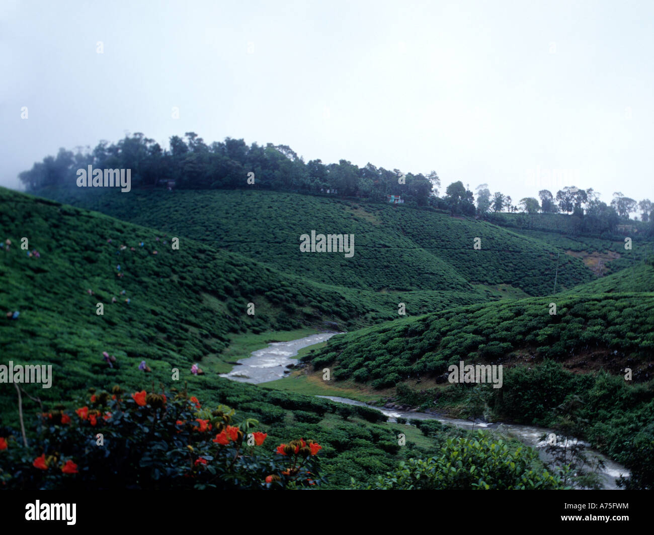 TEA PLANTATIONS IN PEERUMEDU IDUKKI KERALA Stock Photo - Alamy