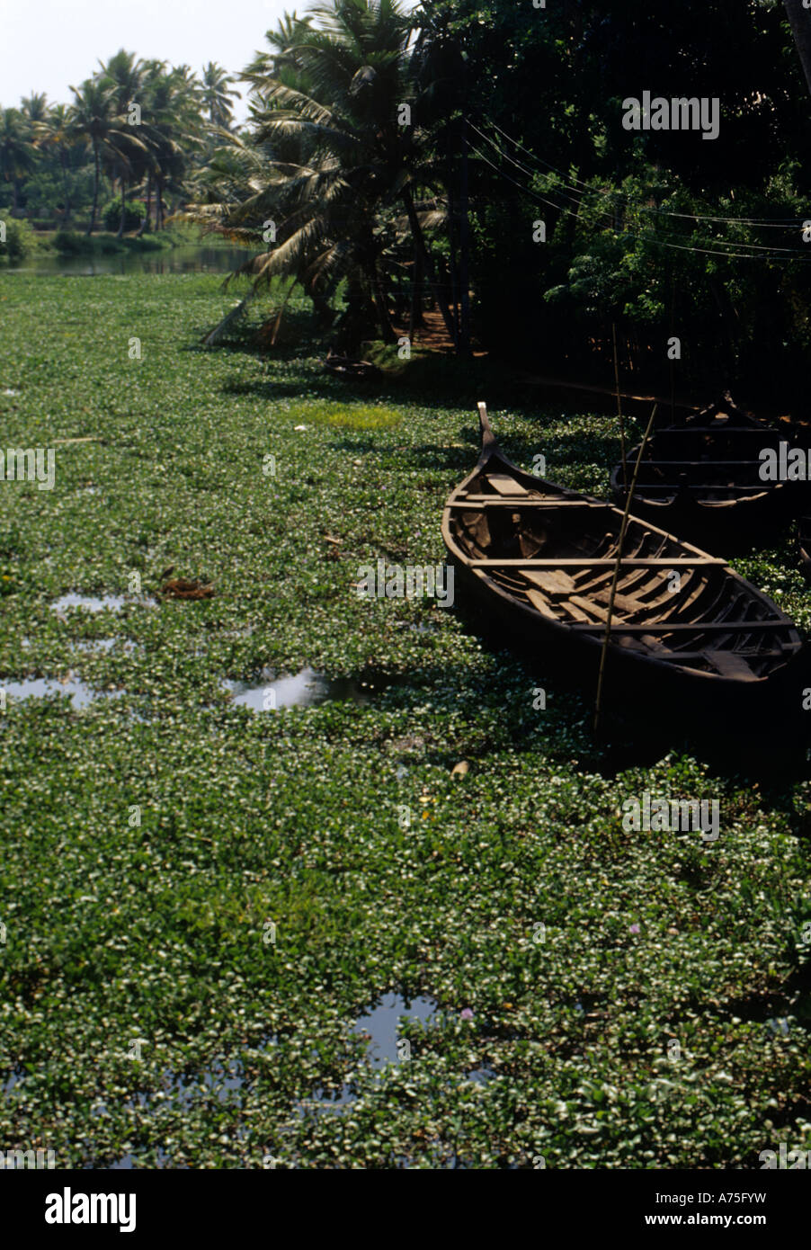 BACKWATERS OF NEDUMUDI IN ALLEPPEY KERALA Stock Photo - Alamy