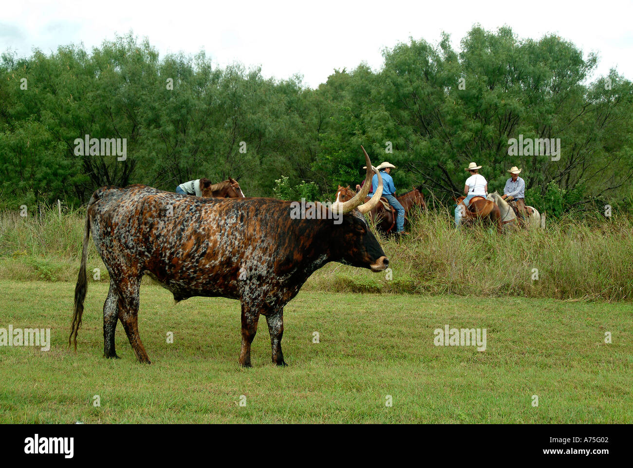 Longhorn cow standing on grass with cowboys in the back Stock Photo - Alamy