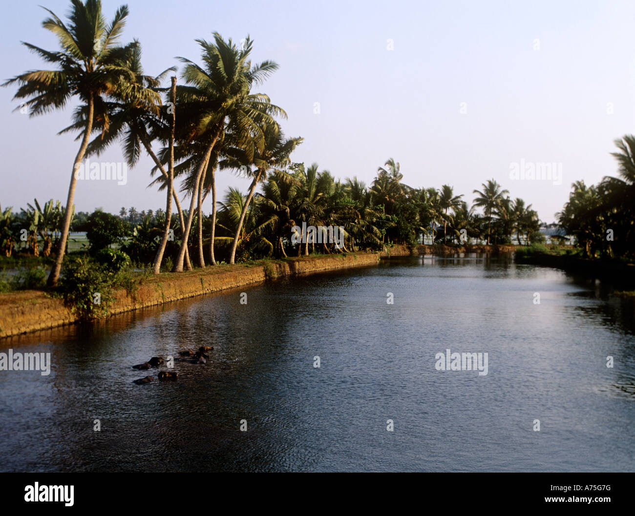 BACKWATERS OF KAVALAM IN ALLEPPEY KERALA Stock Photo - Alamy