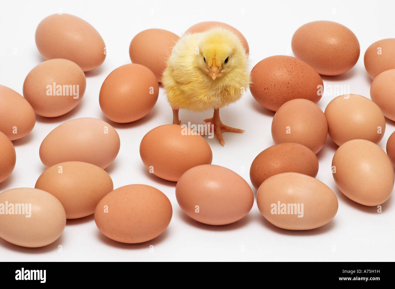 Baby Chicken Standing Between Whole Eggs Stock Photo Alamy