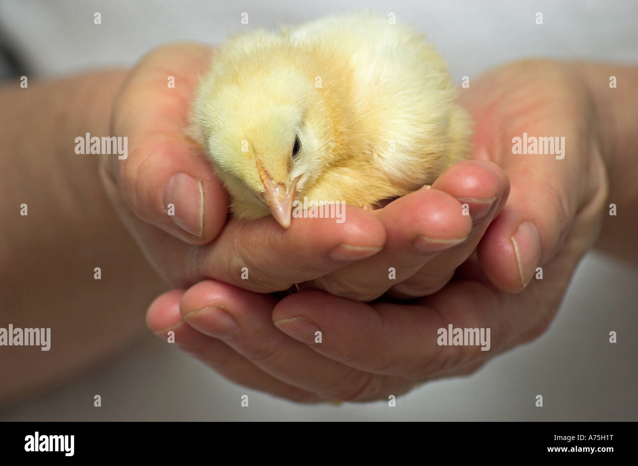 Chick in Hand Stock Photo - Alamy