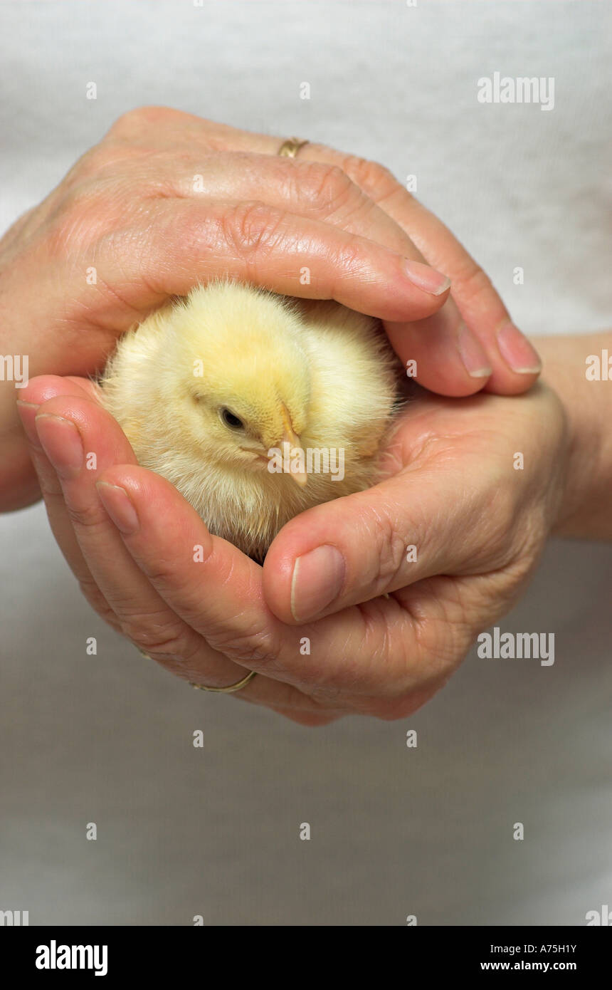 Chick in Hand Stock Photo - Alamy