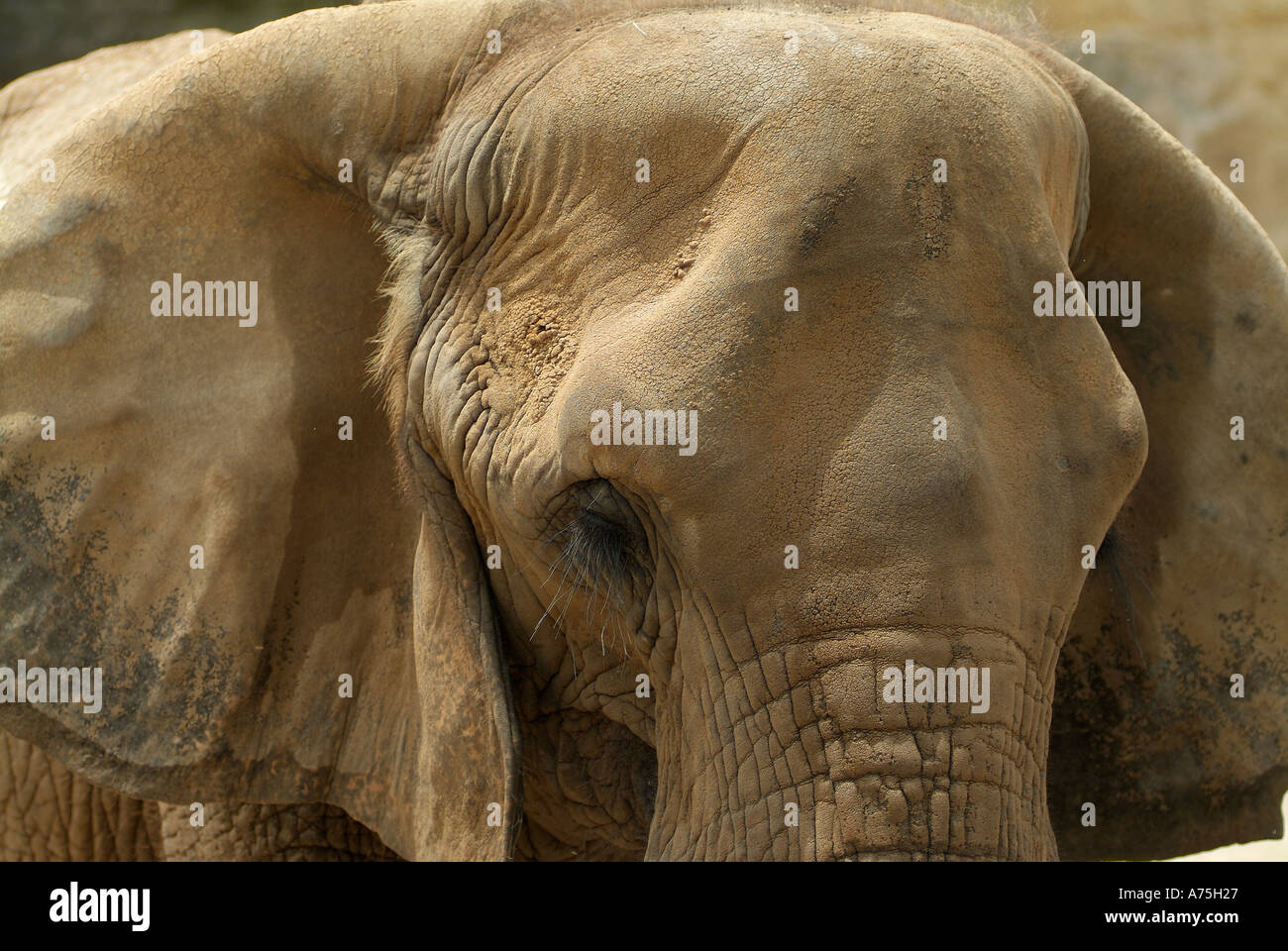 Elephant in a zoo Stock Photo - Alamy