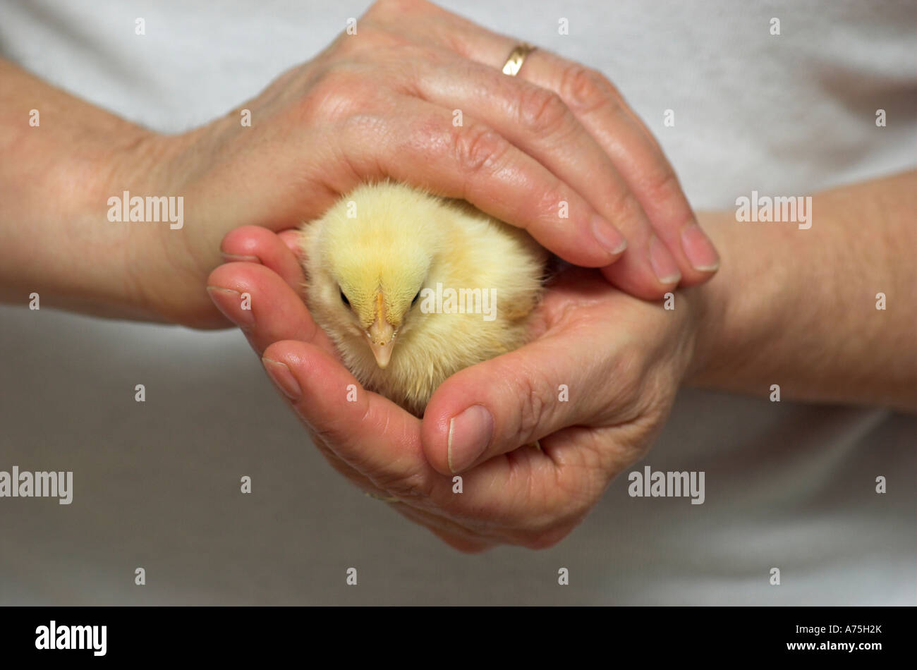 Baby chicken in human hands hi-res stock photography and images - Alamy