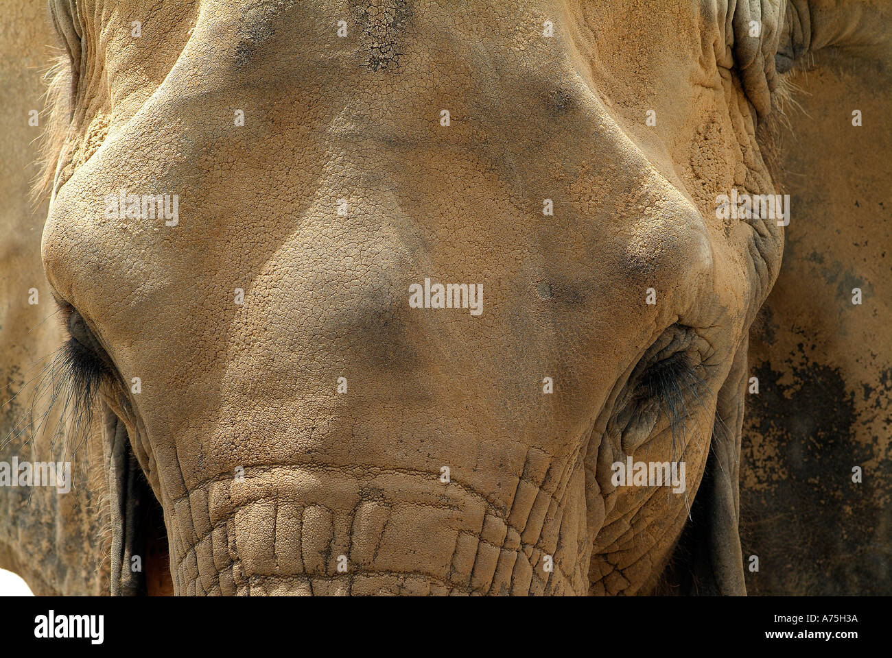 Elephant in a zoo Stock Photo - Alamy