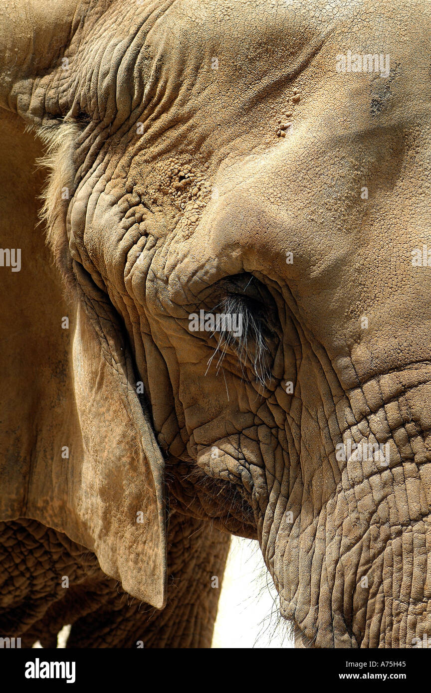 Elephant in a zoo Stock Photo - Alamy