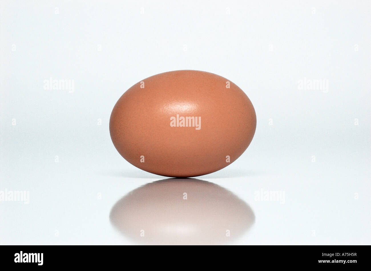 Single brown egg Stock Photo - Alamy