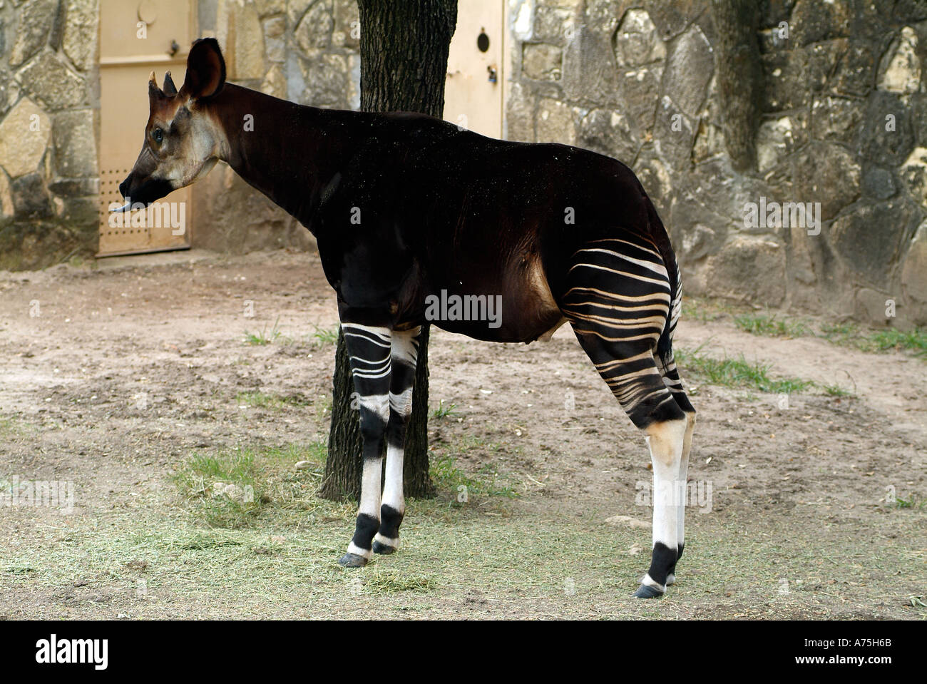 Okapi in a zoo Stock Photo - Alamy