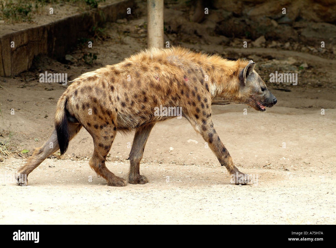Hyena in a zoo Stock Photo - Alamy