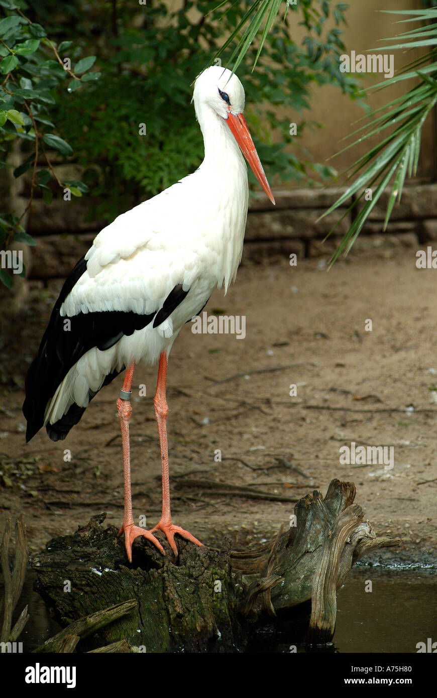Stork in a zoo Stock Photo - Alamy