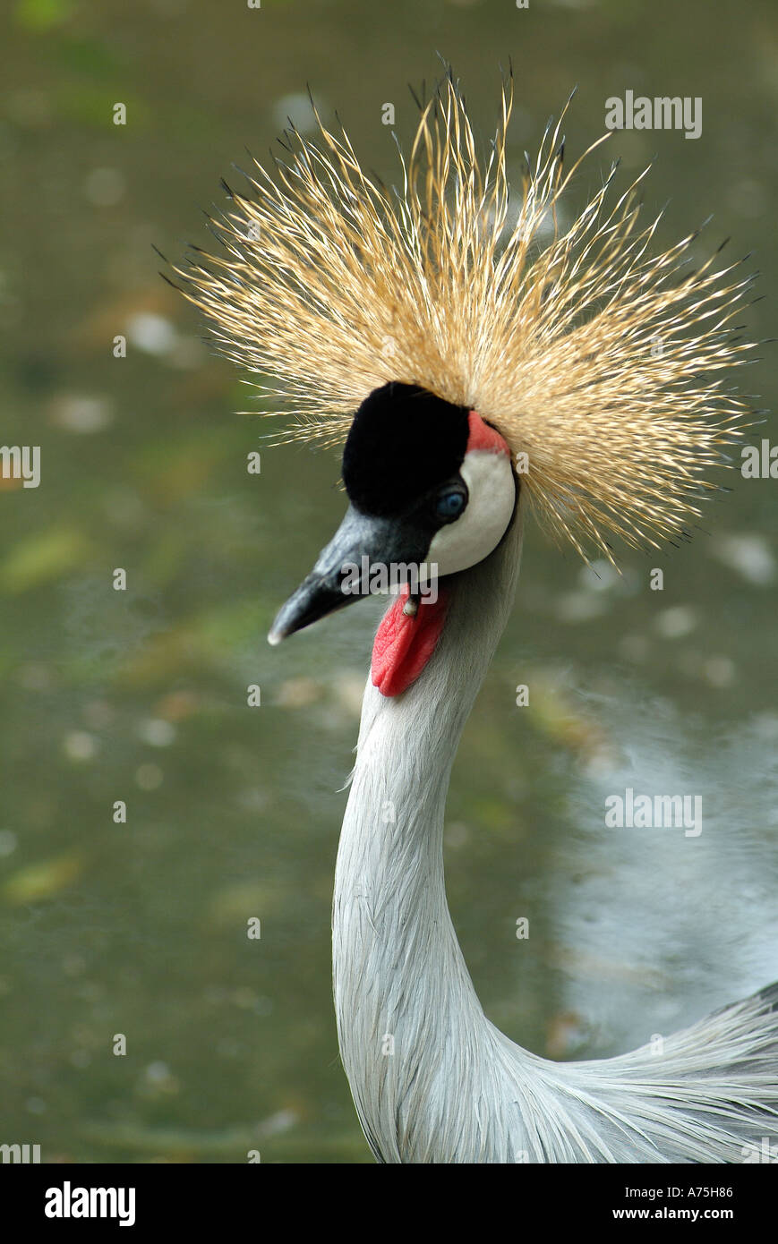 Crown bird hi-res stock photography and images - Alamy