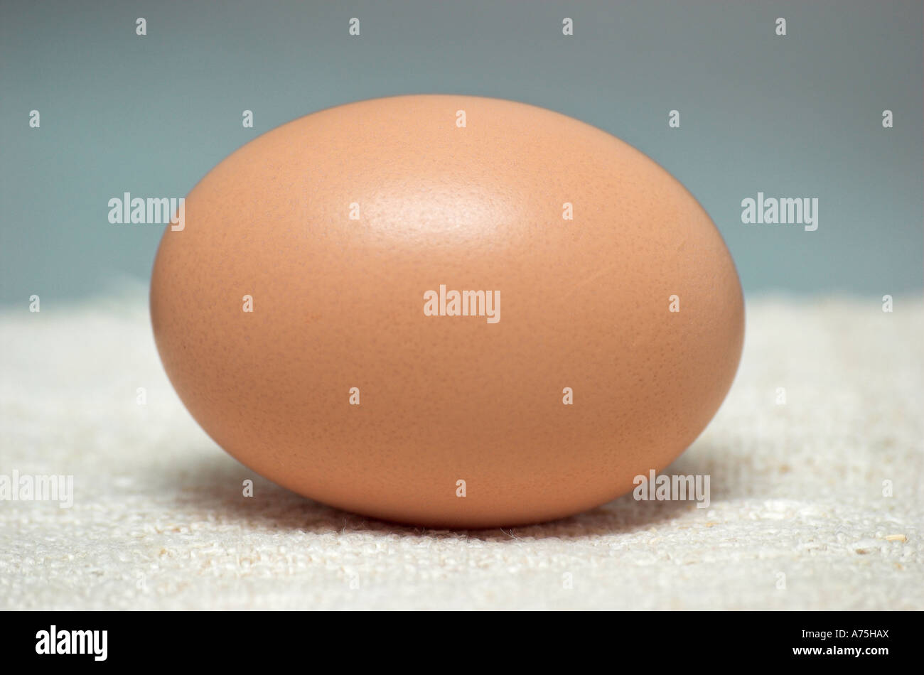 Single brown egg Stock Photo - Alamy