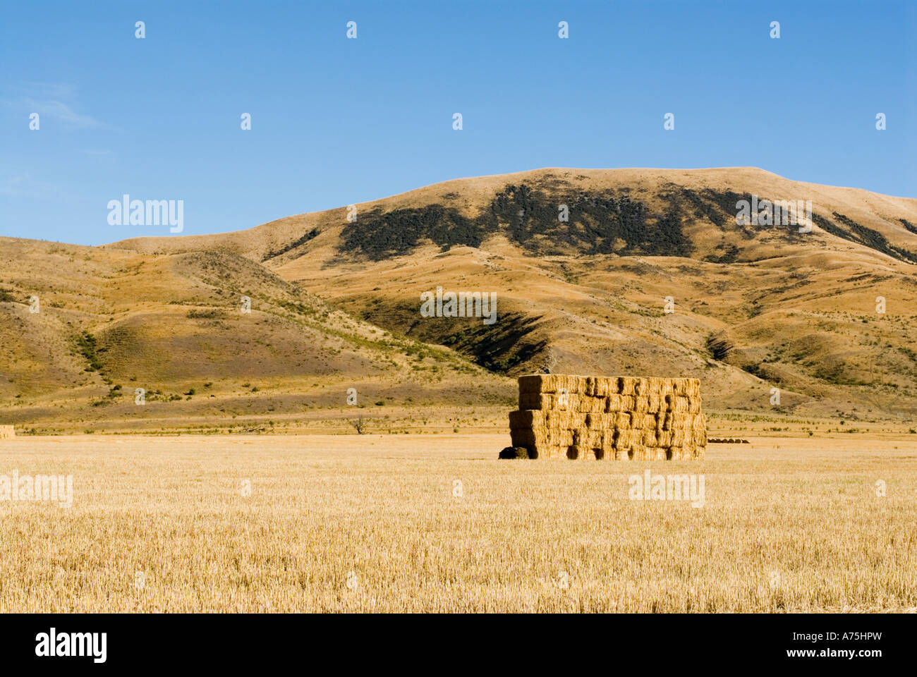 Mackenzie country new zealand hi-res stock photography and images - Alamy