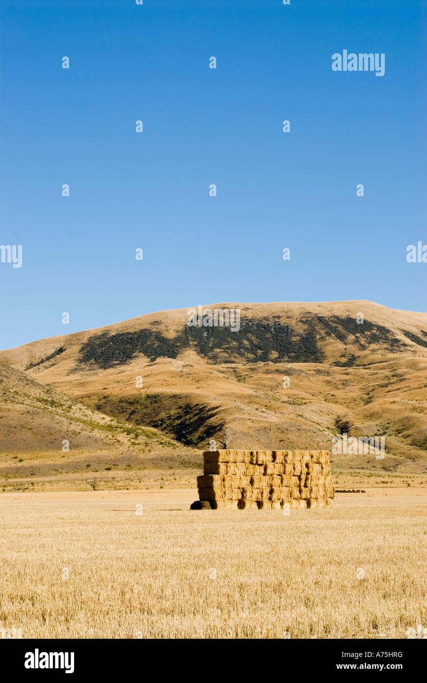 Hay field in new zealand hi-res stock photography and images - Alamy