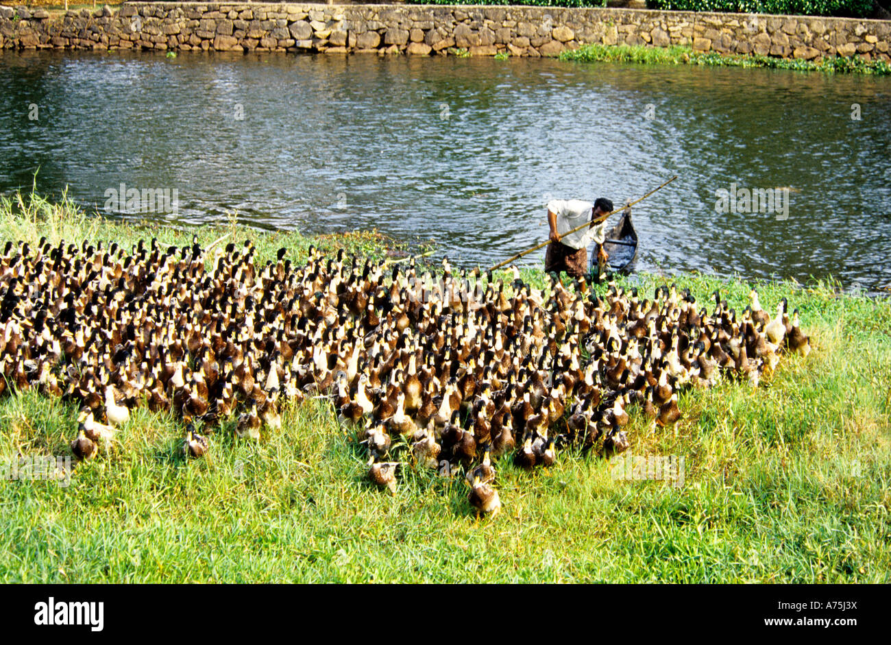 A RAFT OF DUCKS IN KUTTANAD ALLEPPEY KERALA Stock Photo - Alamy