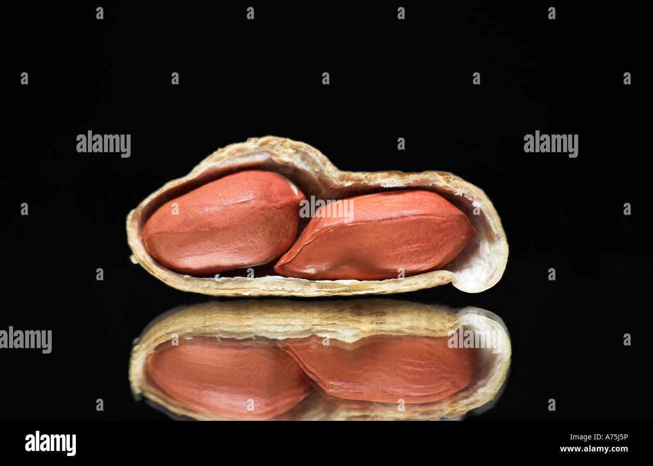 Monkey nuts studio hi-res stock photography and images - Alamy