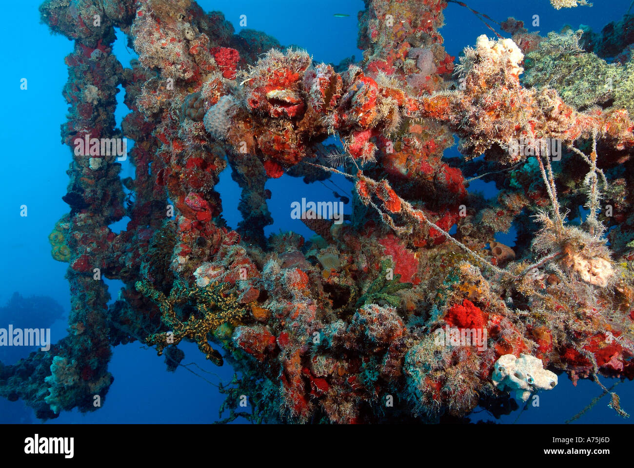 The Eagle wreck Islamorada in Florida Stock Photo - Alamy
