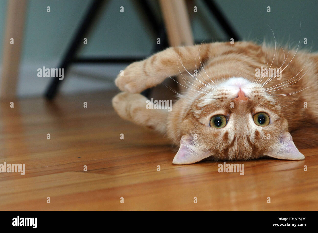 Hypoallergenic cat bred by Allerca Stock Photo - Alamy
