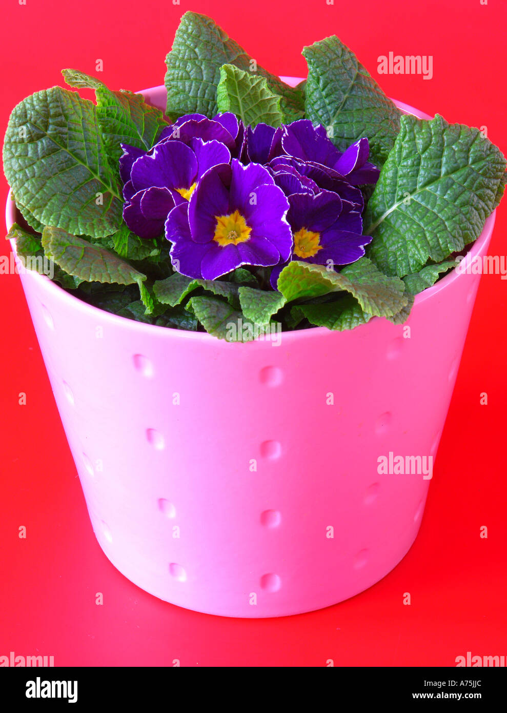 Blue primroses in the pink flower pot Primula veris Stock Photo - Alamy