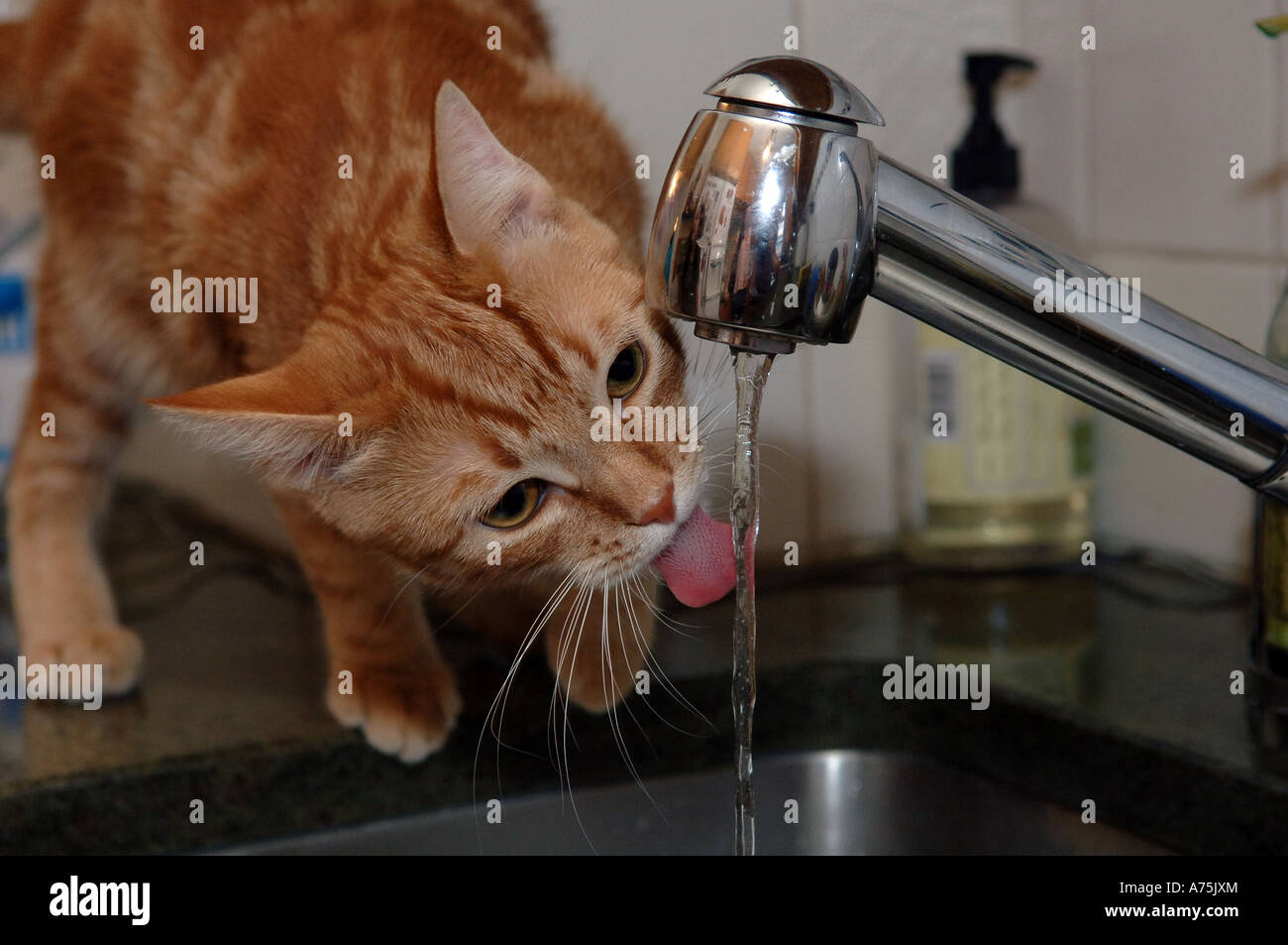 Hypoallergenic cat bred by Allerca Stock Photo - Alamy