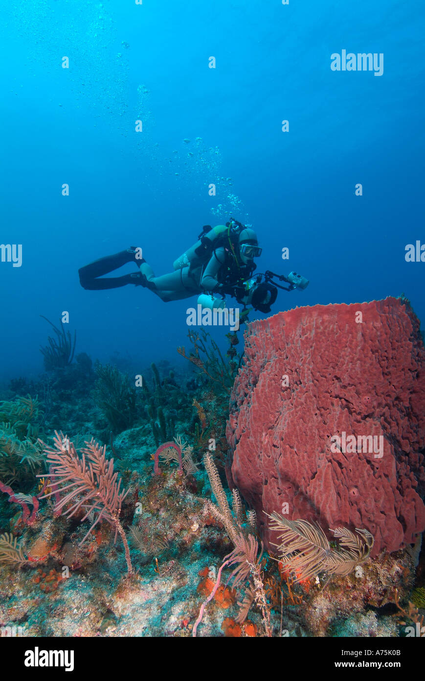 A female scuba diver photographer shooting a giant barrel sponge Stock ...