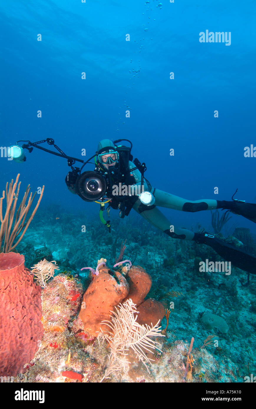 A female scuba diver photographer shooting a giant barrel sponge Stock ...