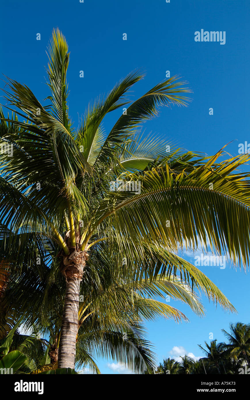 Palm tree in Florida Stock Photo - Alamy