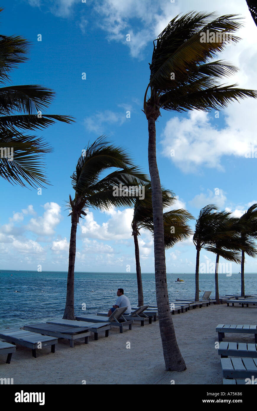 Palm trees in Florida Stock Photo - Alamy