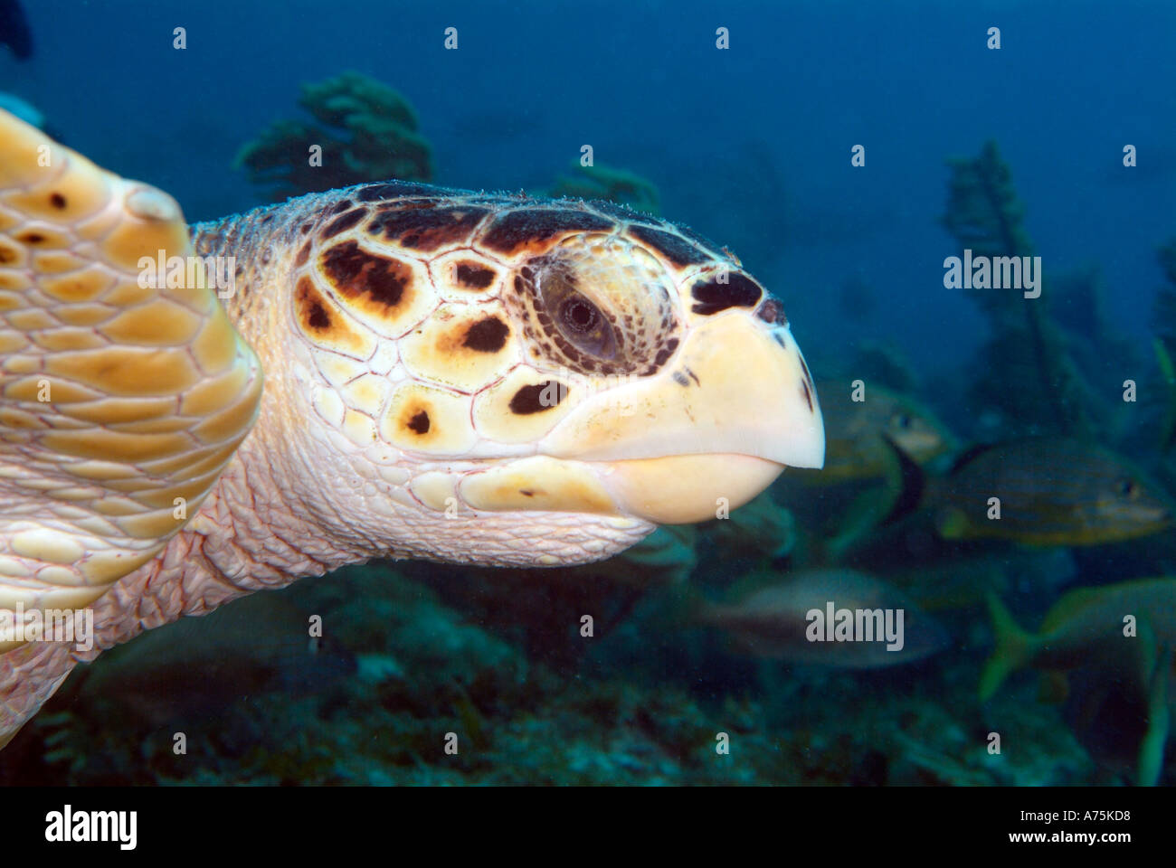 Loggerhead turtle in Florida Stock Photo - Alamy