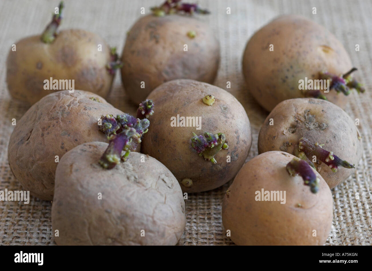 First early Pentland Javelin seed potatoes chitting Stock Photo - Alamy