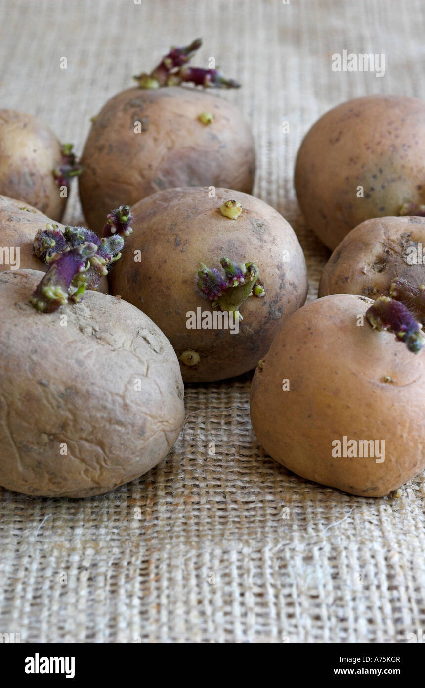 First early Pentland Javelin seed potatoes chitting Stock Photo - Alamy