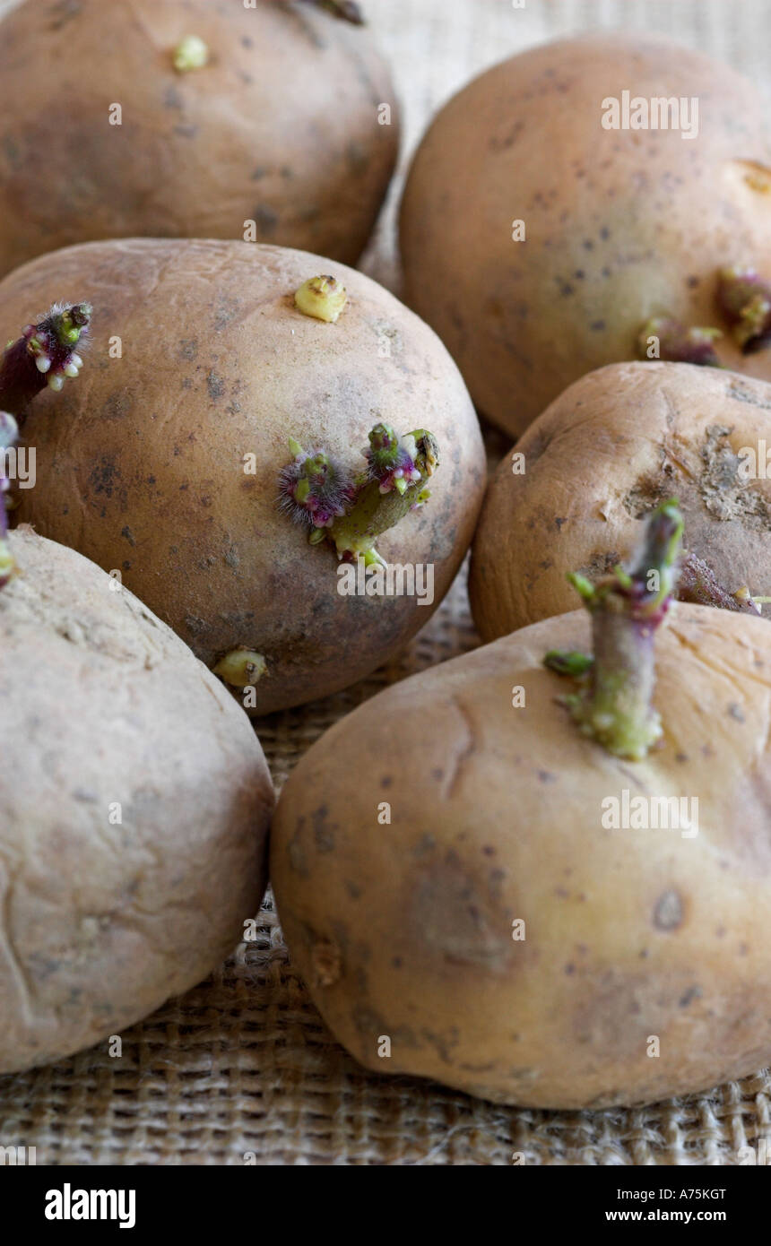 First early Pentland Javelin seed potatoes chitting Stock Photo - Alamy