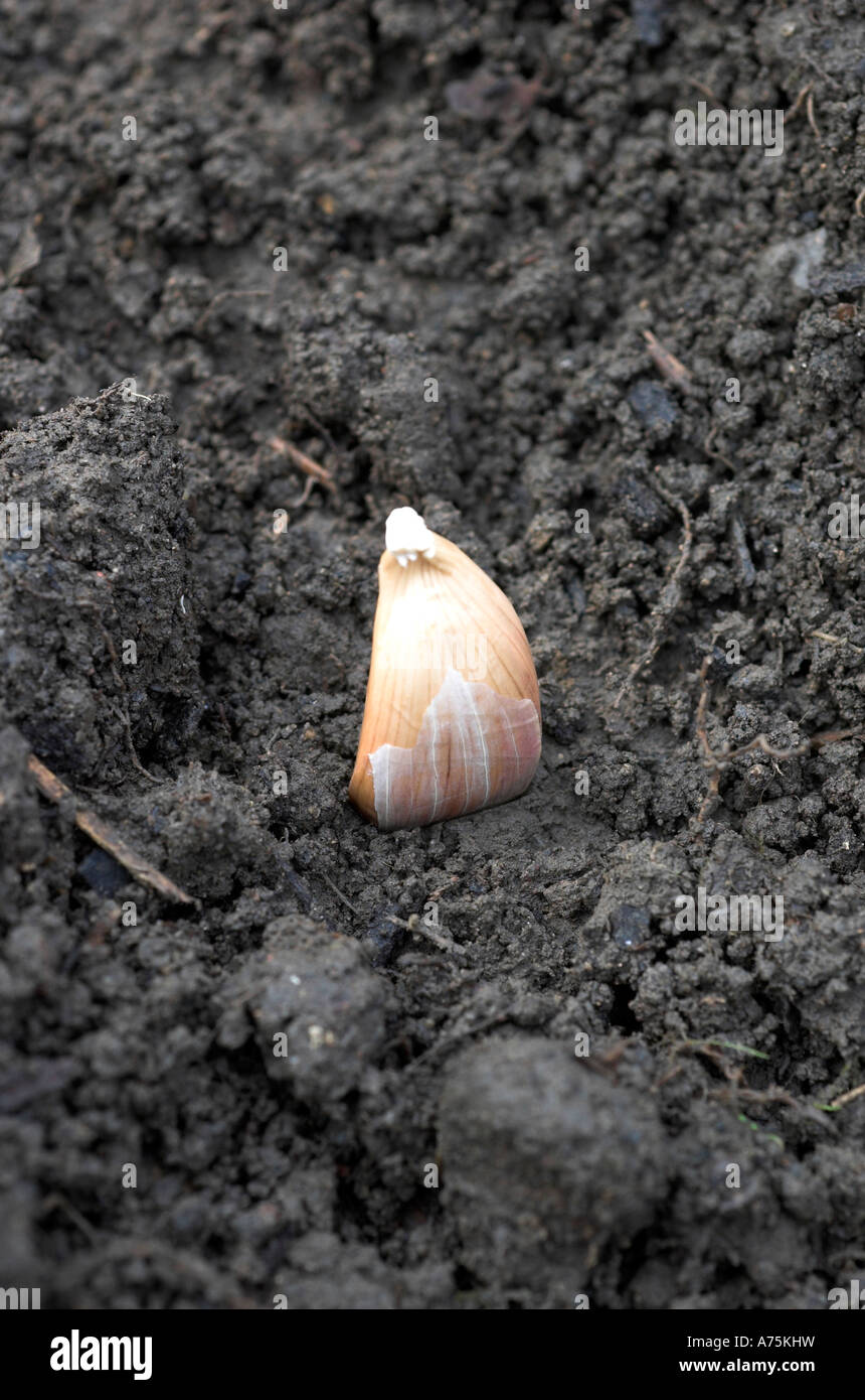How to plant garlic hi-res stock photography and images - Alamy