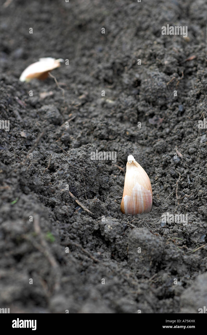 White garlic hi-res stock photography and images - Alamy
