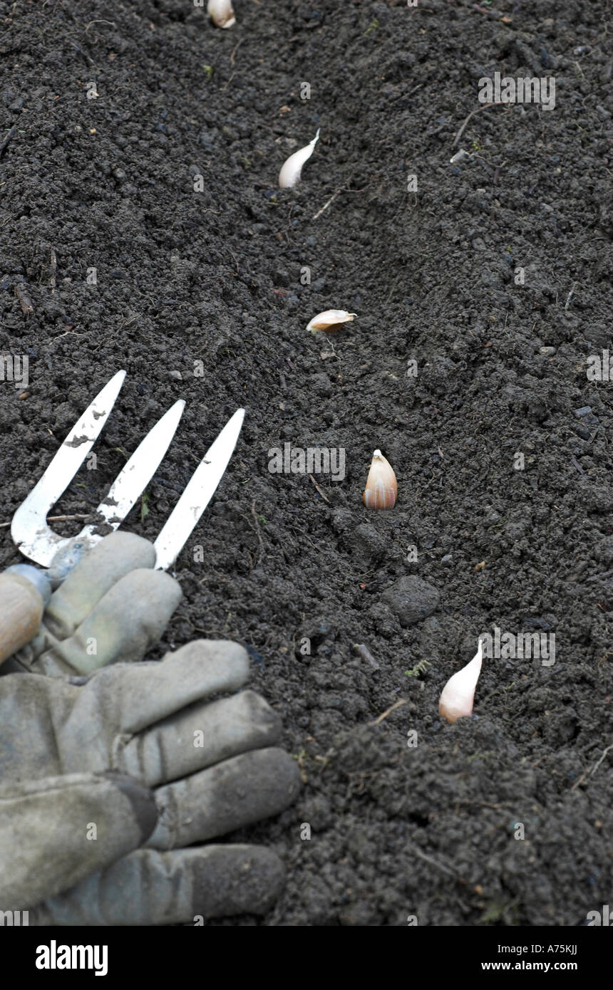 Bulb garlic planting hi-res stock photography and images - Alamy