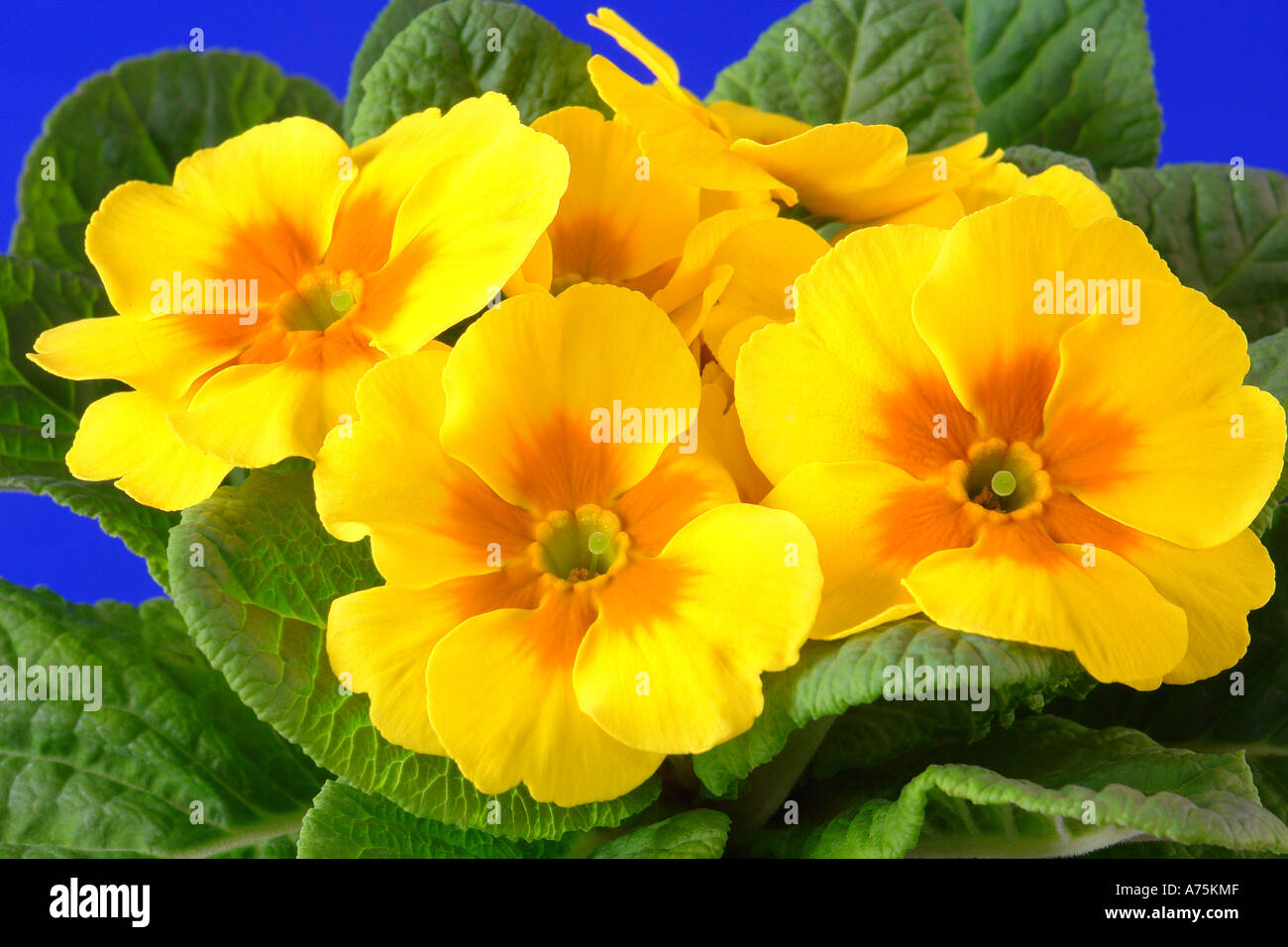 Yellow primroses hi-res stock photography and images - Alamy