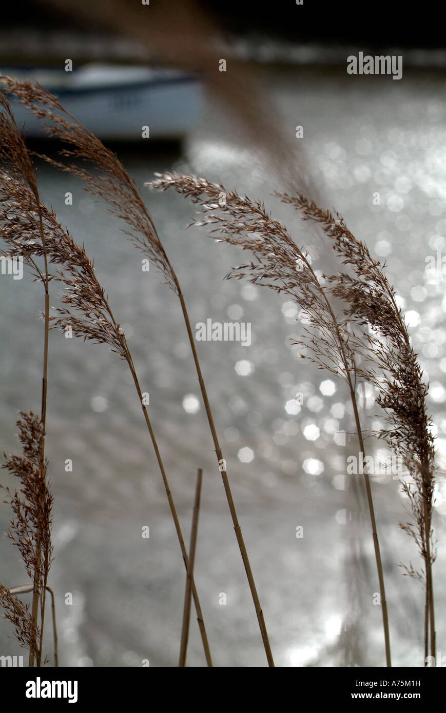 back lit reeds growing beside River Alde at Snape Stock Photo - Alamy