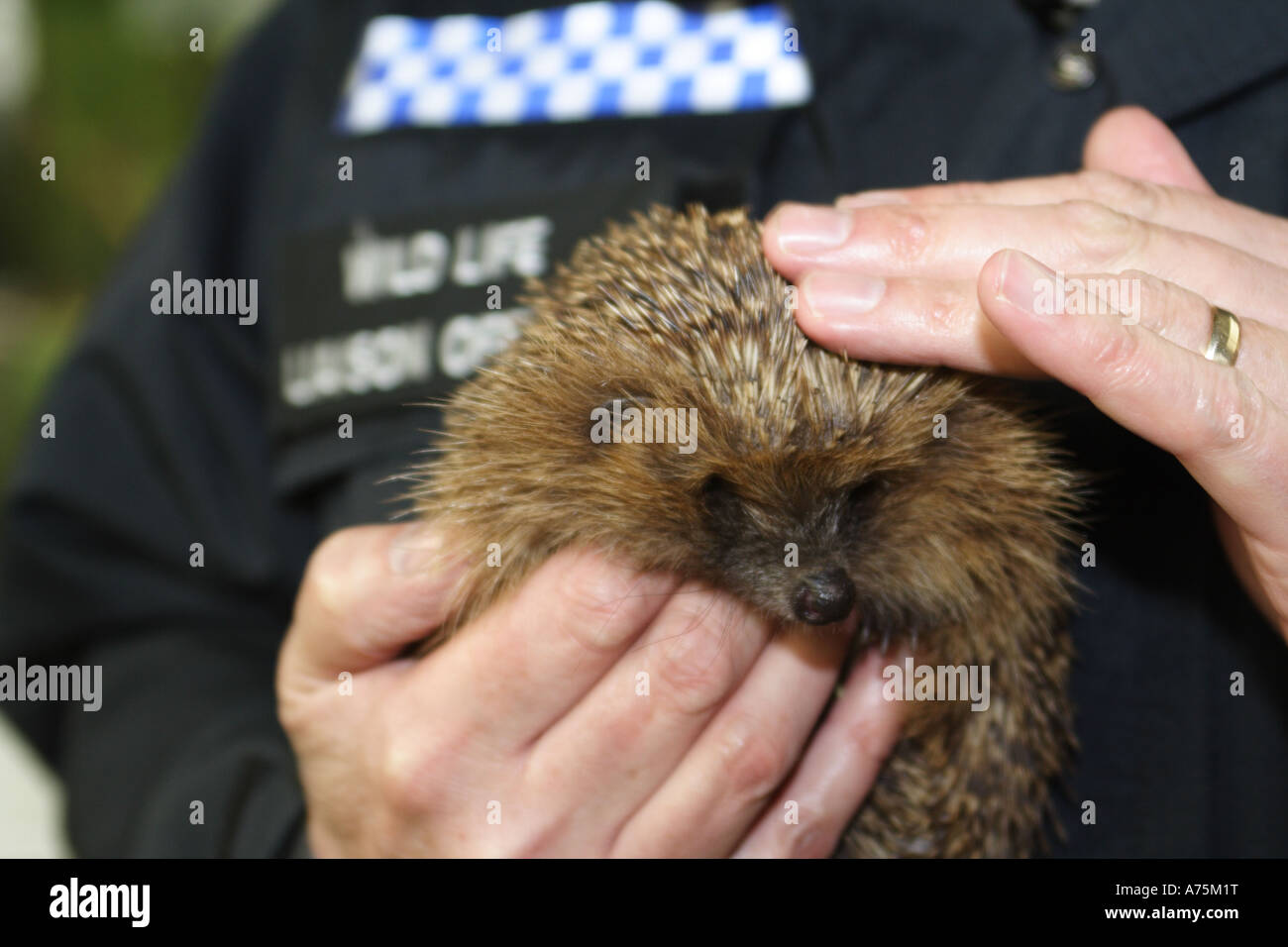 Police officer with hedgehog Stock Photo - Alamy